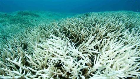 The Coral Reef Research Hub On Linkedin Coralreefs Phd