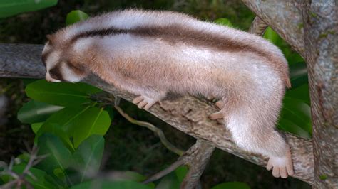 Bangka Slow Loris Fur Model Turbosquid 2141551