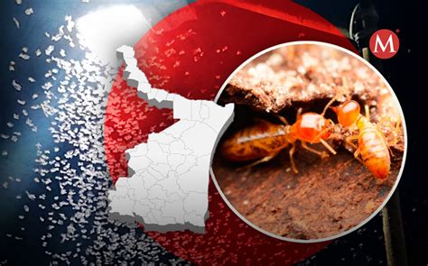 Plaga de polillas en Tampico biólogo explica por qué pasó Grupo Milenio