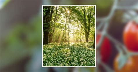 David Lee Wysong Jr Obituary December 24 2024 Weigel Funeral Home