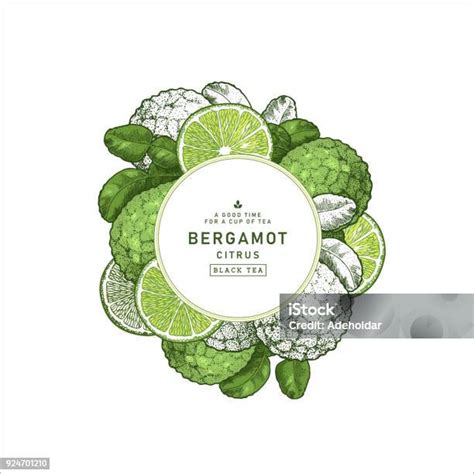 신선한 베 르가 못 라운드 디자인 서식 파일 새겨진된 스타일 그림입니다 카피 르 라임 프레임 벡터 일러스트 레이 션 잎에 대한 스톡 벡터 아트 및 기타 이미지 Istock