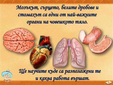 Аз и моето здраве Органи на човешкото тяло ЧП 3 клас Булвест