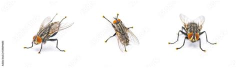 Adult Flesh Fly Sarcophaga Crassipalpis Macquart These Flies Depend
