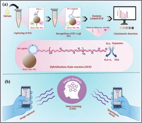 Colorimetric Aptasensor Coupled With A Deep Learning Powered Smartphone App For Programmed Death