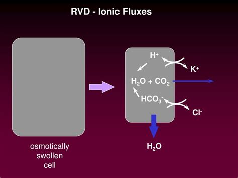 ppt osmotic and ionic regulation powerpoint presentation free
