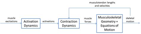 Schematic Of A Forward Dynamic Simulation Figure Adapted From Pandy Download Scientific