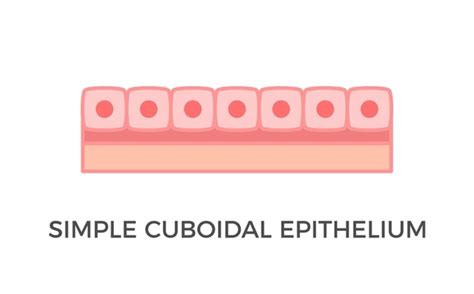 Cuboidal Epithelial Cells Over 119 Royalty Free Licensable Stock Illustrations And Drawings
