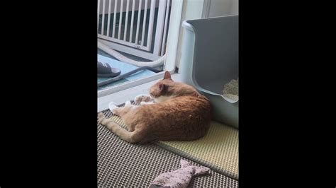 고양이일상 냥이 냥이아빠 반려묘 집사의삶 세수하기 Youtube