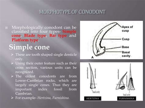 Morphology And Significance Of Conodont Group Dpptx
