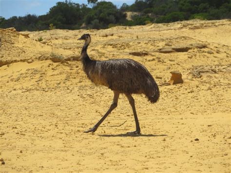 🔥 Close Encounter With An Emu R Natureisfuckinglit