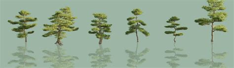 Japanese Bonsai Trees Flippednormals