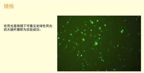 制作发光大肠杆菌 知乎