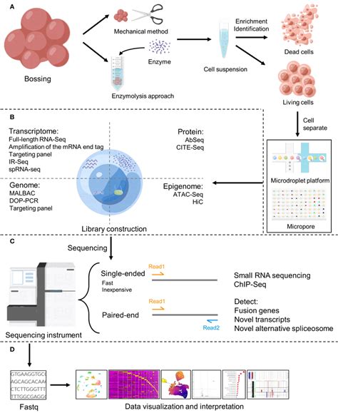 Basic Flow Of Single Cell Sequencing A Single Cell Preparation And Download Scientific