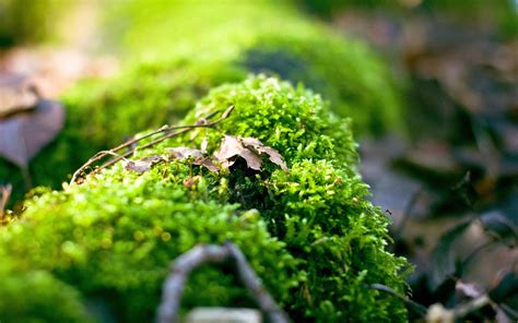 Nature Macro Depth Of Field Moss Wallpaper Coolwallpapers Me