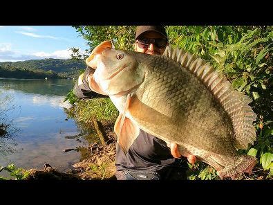 TILÁPIA DE 5 KILOS Monstro das Águas Profundas AS MAIORES TILÁPIAS DO