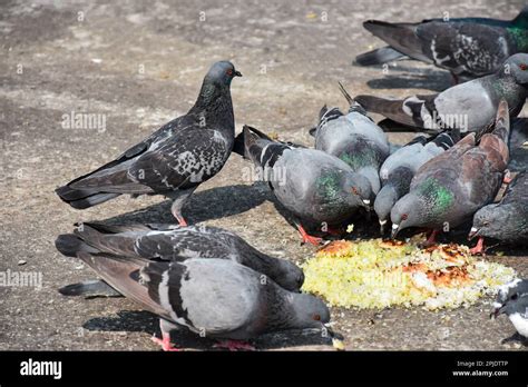 Feral Pigeons Also Called City Doves Eating Cooked Rice Stock Photo