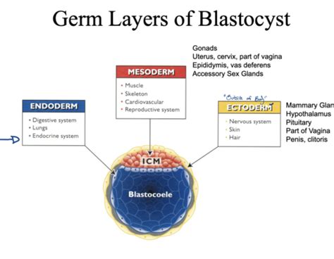 Ansc 224 Uiuc Exam 3 Embryonic Development Gonad And Reproductive