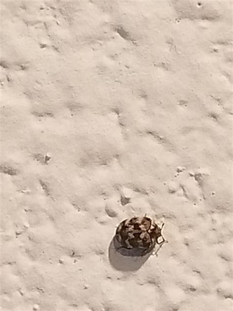 North Texas Black Grey Patterned Bug Found On Apartment Wall R Whatsthisbug