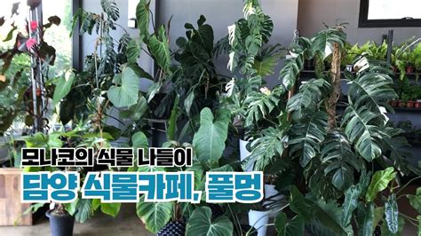 플랜테리어 식물과 예쁜 토분이 가득 담양 식물카페 풀멍 Youtube