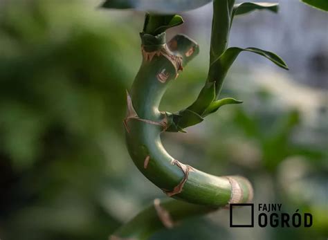 Zdjęcia Draceny Sandera 5 Fotografii