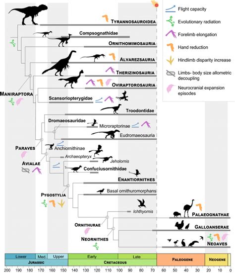 ‘dinosaur Birdmacroevolution High Touch High Tech