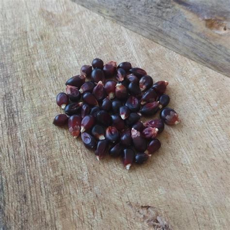 Indian Red Maize Joro Zea Mays Seeds