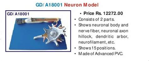 Neuron Model 2 Parts Made Of Pvc At Rs 9000 00 Anatomical Models In Kolkata Id 26071783233