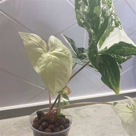 Syngonium Albo Care Full Guide With Expert Tips Teak And Terracotta