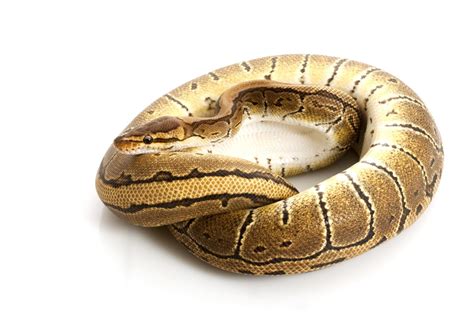 Top 5 Dominant And Co Dominant Ball Python Morphs BALL PYTHON BREEDER UK