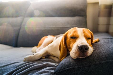 Hund ist unruhig und wechselt ständig den Platz 8 Tipps