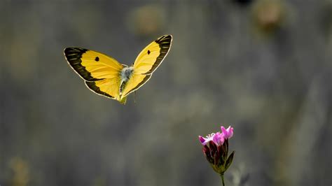 Wander Gelbling Flugbild Foto And Bild Fotos Natur Flug Bilder Auf