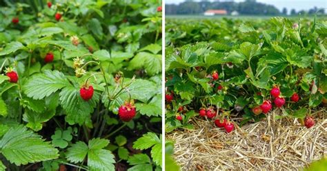 Strawberry Varieties The Complete Guide Updated