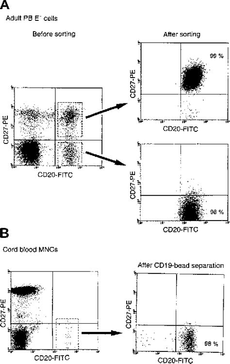 Figure 1 From The Different Process Of Class Switching And Somatic Hypermutation A Novel