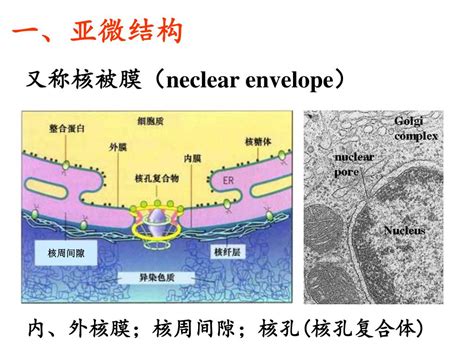 Ppt 第 六章 细胞核与染色体 Nucleus And Chromosome Powerpoint Presentation Id