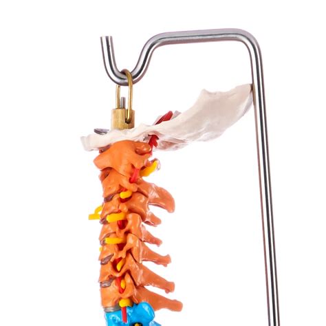 Human Spine Didactic Anatomical Model With Colored Regions Life Size Myaskro
