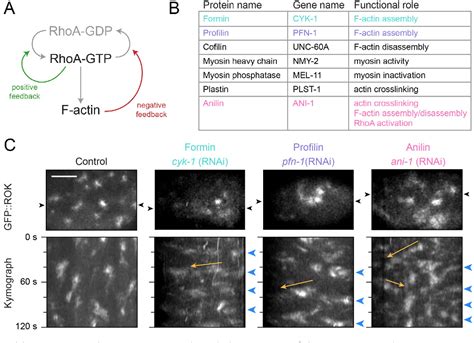 Figure 1 From Modulating Rhoa Effectors Induces Transitions To