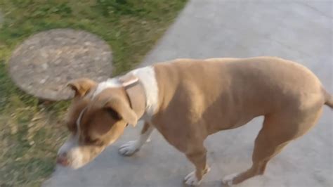 My Two Pitbulls Youtube