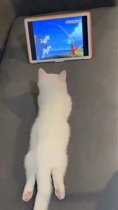 톰과 제리 보는 고양이 Youtube