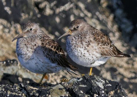 Looe The Lone Kayaker