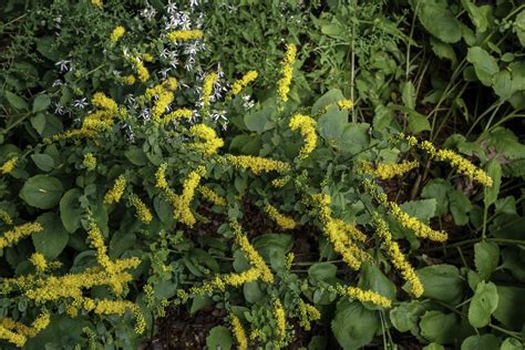 Autumn Goldenrod Solidago Sphacelata Care Guide