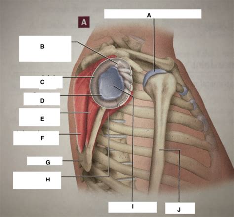 Awesome Shoulder Joint Flashcards Quizlet