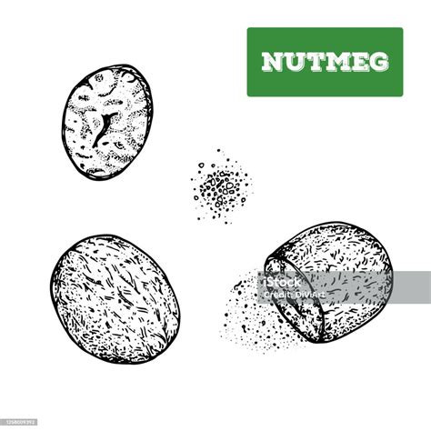 육두구 손으로 그린 벡터 일러스트레이션 육두구의 고립 된 스케치 새겨진 그림입니다 육두구 향신료 흑백 가루로 빻은에 대한 스톡 벡터 아트 및 기타 이미지 Istock