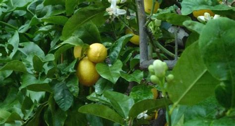 Come Potare Il Limone Frutteto Potatura Pianta Limone