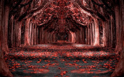배경 화면 1920x1200px 숲 경치 이파리 자연 통로 사진 조작 빨간 나무 1920x1200