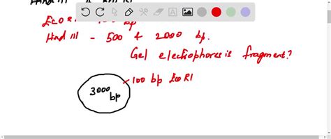 Solved A 3000 Bp Circular Dna Was Treated With Both Hindiii And Ecori Restriction Enzymes