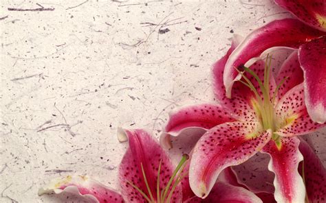 Decor Lily Wallpapers Hd Wallpapers Id 5644