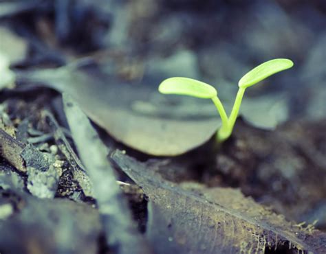 Finance Sector Backs New Deforestation Data Initiative Global Canopy