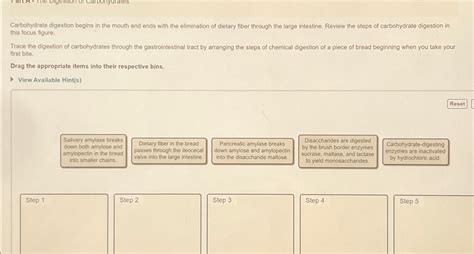 Solved Carbohydrate Digestion Begins In The Mouth And Ends Chegg