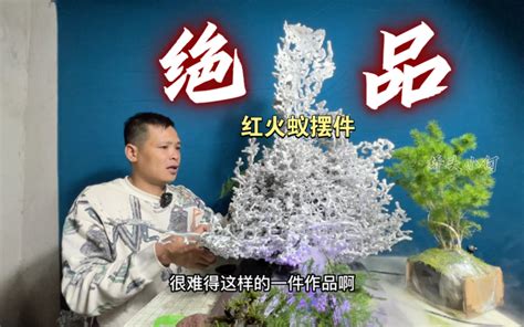 又出土一批红火蚁巢穴模型个个颜值爆表全是绝品 桥头小何 桥头小何 哔哩哔哩视频