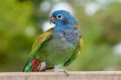 Discover The Beauty Of 25 Blue And Green Birds